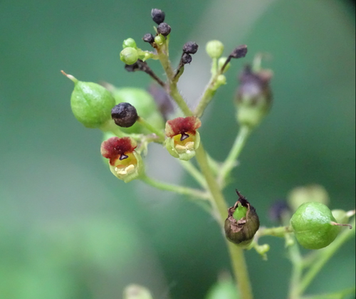 Carpenter's Figwort | Origin Native Plants