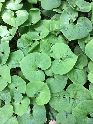 Wild Ginger | Origin Native Plants