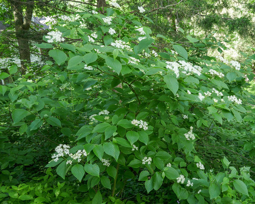 Roundleaf Dogwood | Origin Native Plants
