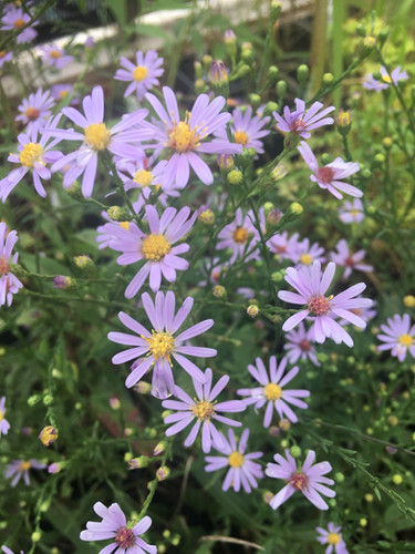 Sky-blue Aster | Origin Native Plants
