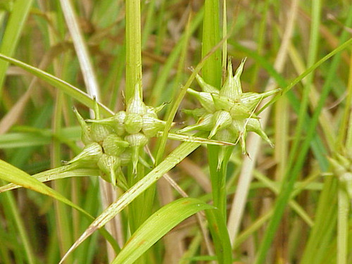 Gray's Sedge | Origin Native Plants