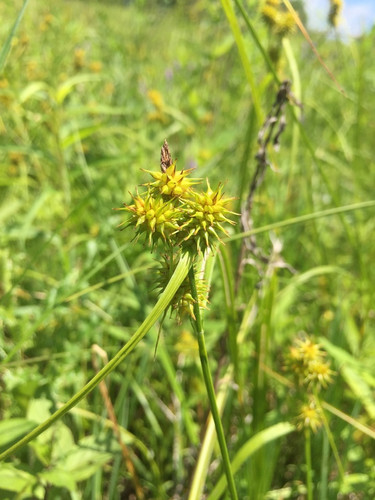 Yellow-green Sedge | Origin Native Plants