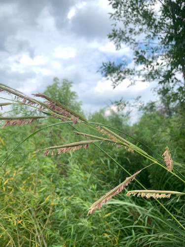Slough Grass | Origin Native Plants