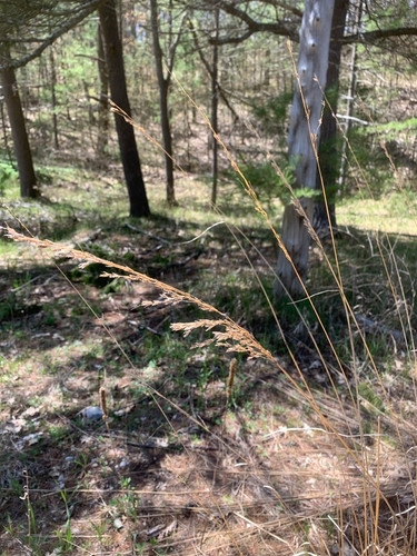 Indian Grass | Origin Native Plants