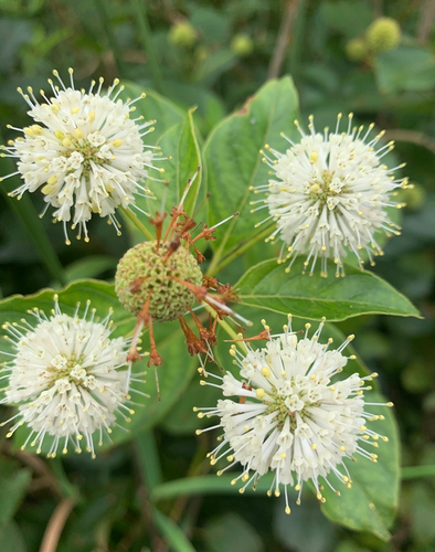 Button Bush | Origin Native Plants
