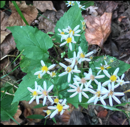 White Wood Aster | Origin Native Plants