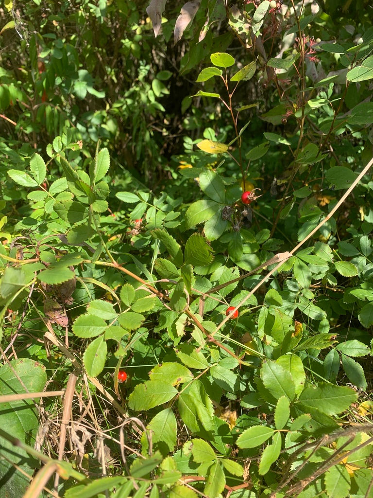 Pasture Rose | Origin Native Plants