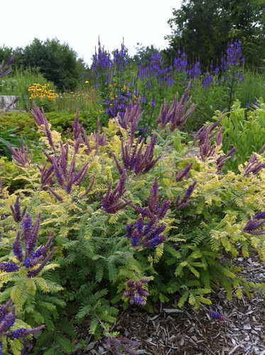 Lead Plant | Origin Native Plants