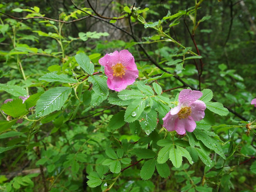 Smooth Rose | Origin Native Plants