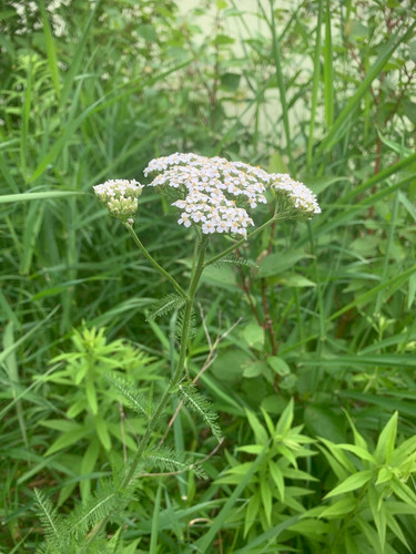 Yarrow | Origin Native Plants