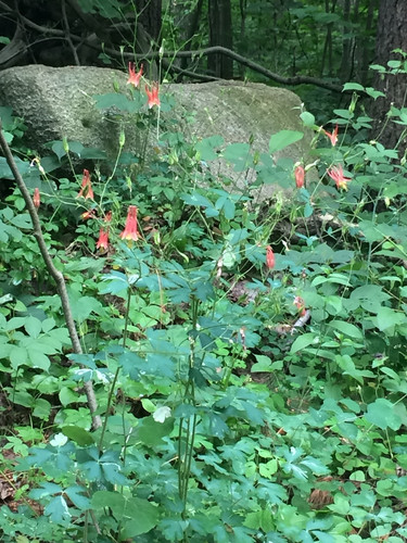 Wild Columbine | Origin Native Plants