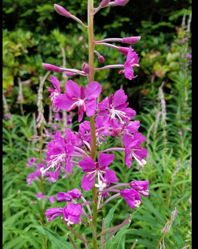 Fireweed | Origin Native Plants