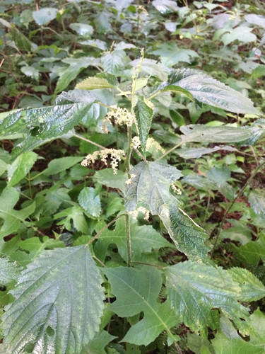Canada Nettle | Origin Native Plants