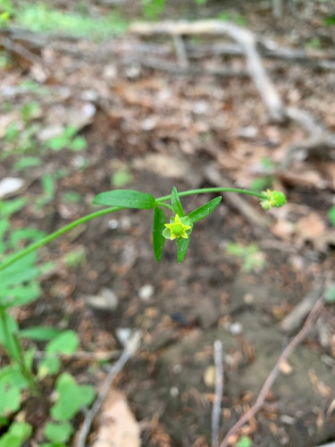 Small-flowered Buttercup | Origin Native Plants