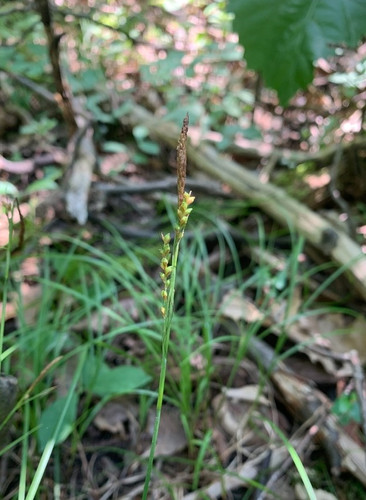 Pretty Sedge | Origin Native Plants