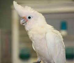 Goffin Cockatoo | Birds By Joe