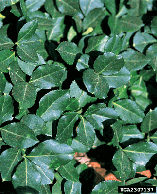 Invasive Plants | bcnwp