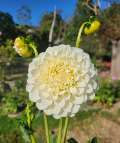 Boundary Snowflake | Harvest Homestead