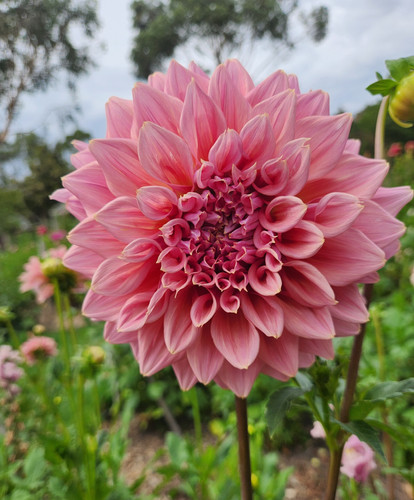 Formby Monarch | Harvest Homestead