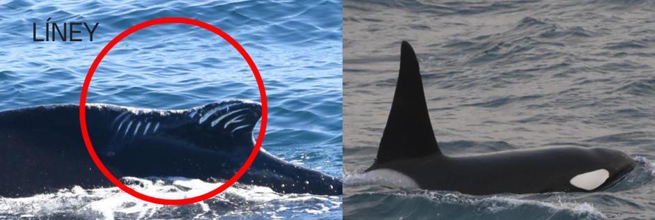 How scars tell the story of our whales