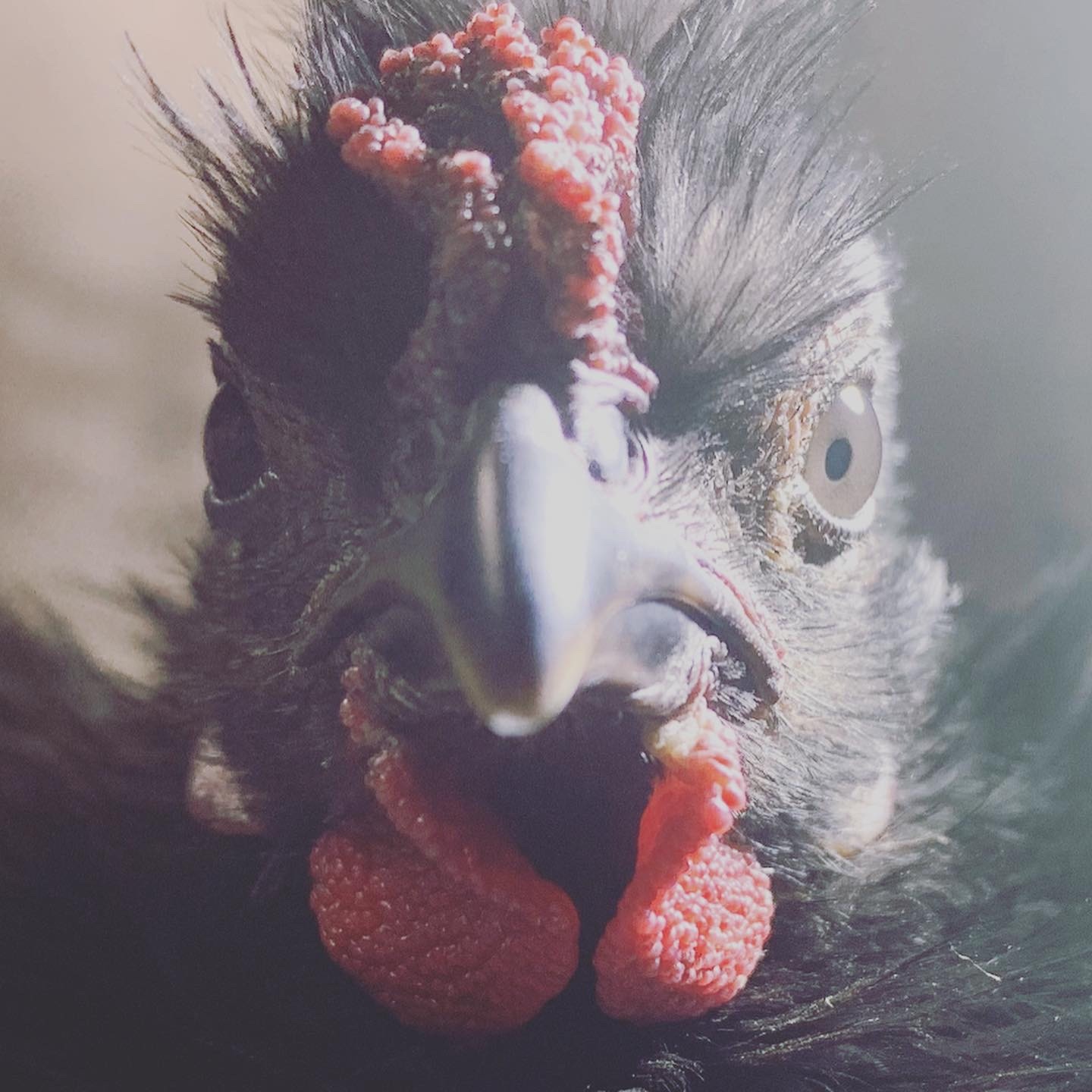 Why Do Chickens Have Combs? Understanding the Purpose and Development ...