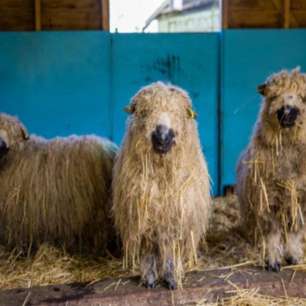 Spring Half Term at Finkley Down Farm | Visit Test Valley