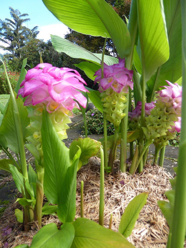 Curcuma elata | heliconiagarden