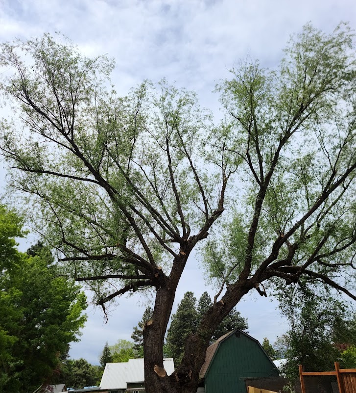 Common Tree Trimming Terms and Why Homeowners Should Know Them