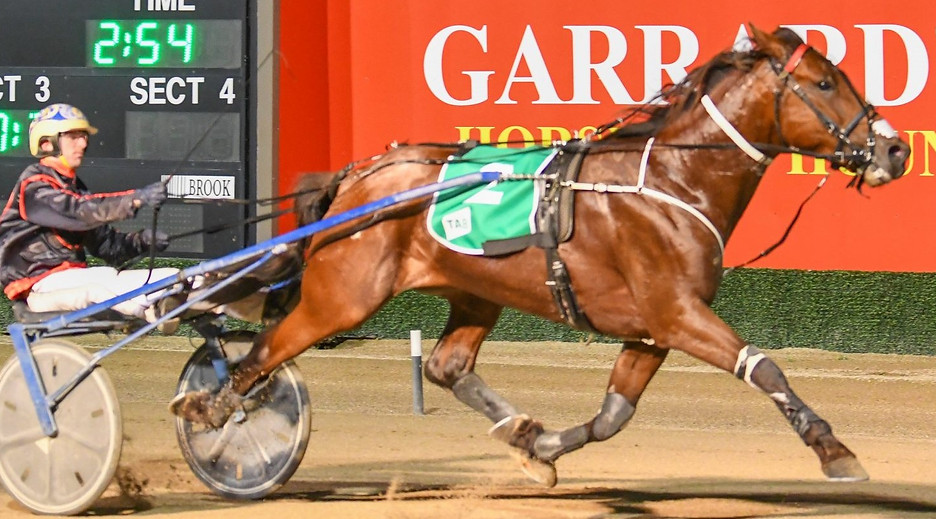 TIMOTHY RED | Standing at Medowie Lodge in NSW Australia