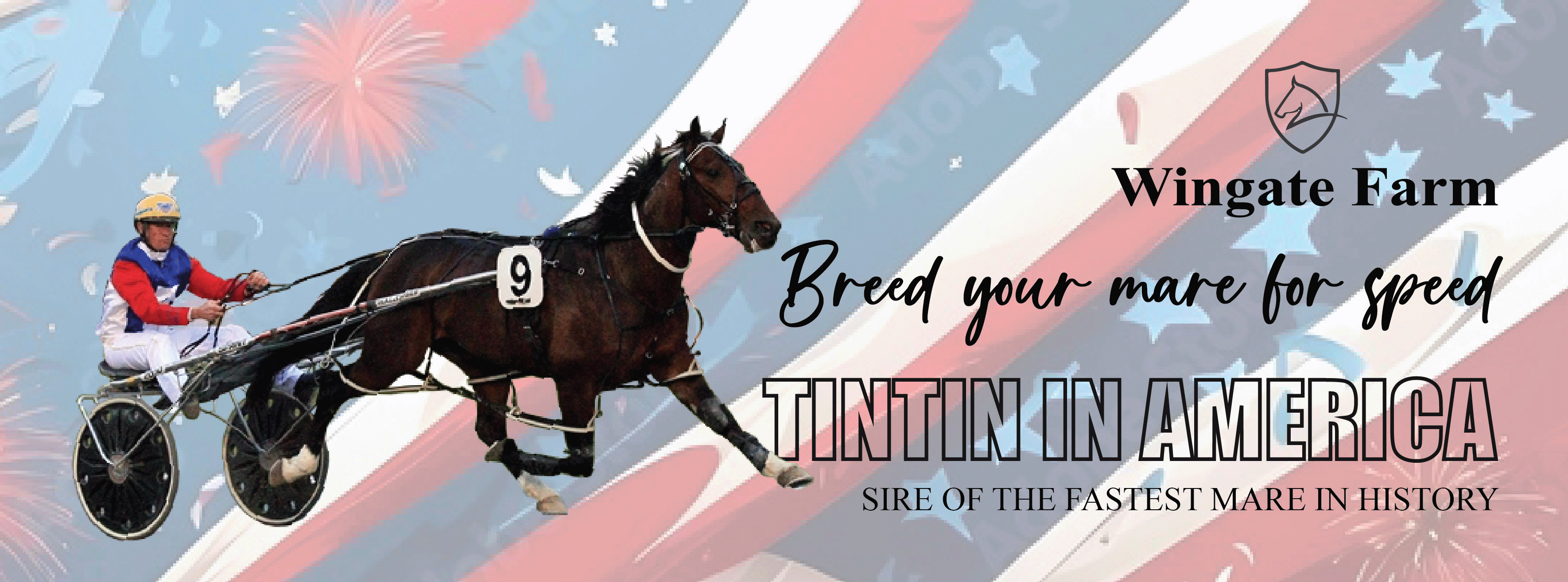 Standardbred Harness Racing Stallions at Wingate Standardbred Stud, NSW ...