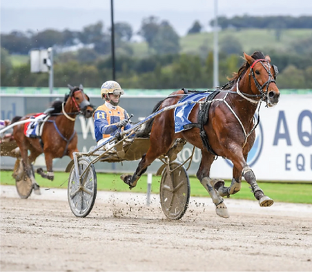 TIMOTHY RED | Standing at Medowie Lodge in NSW Australia
