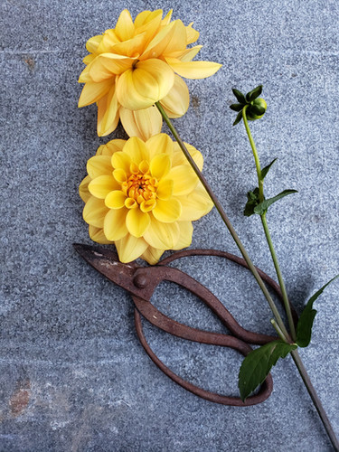 Ginger Snap | Painterly Farm