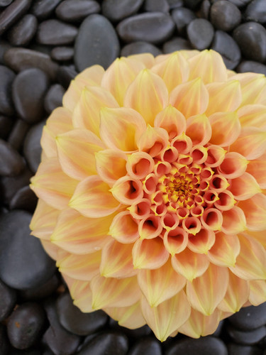 Bracken Sarah | Painterly Farm