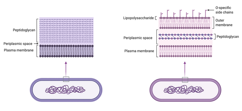 GRAM POSITIVE/ NEGATIVE/ BROAD SPECTRUM | antibioticdiscovery