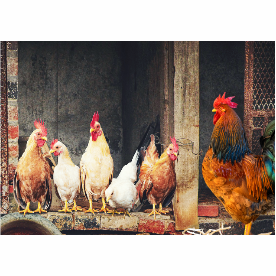 Deco Print Chickens | Creative Talents