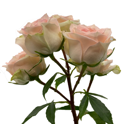 Rosanella | ROSE OF ROSES