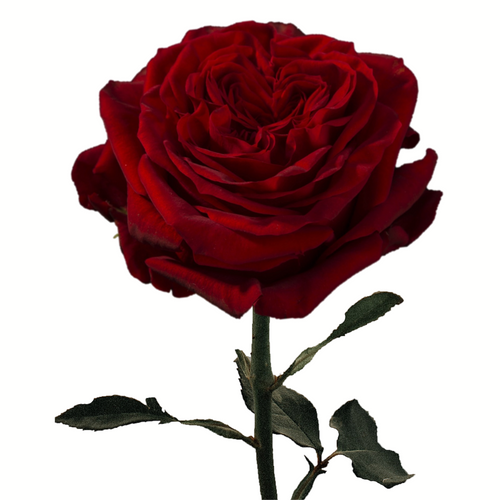 Mayra's Rose Red | ROSE OF ROSES