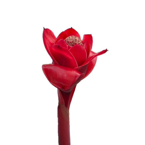 Torch Ginger Red Tropical | ROSE OF ROSES
