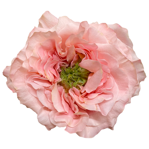 Princess Crown | Florecal