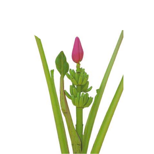 Musa Reina Tropical | ROSE OF ROSES