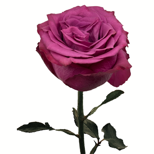 Shogun | ROSE OF ROSES