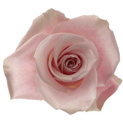 Sweet Escimo | Florecal