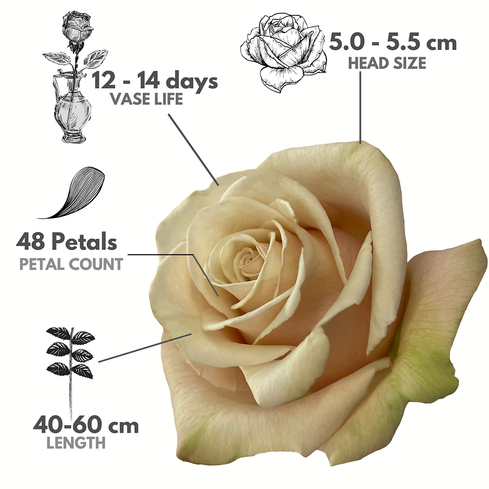 Standard Roses | Florecal