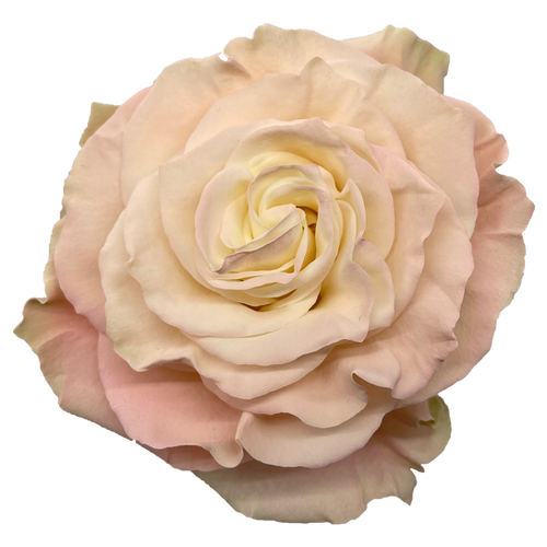 Rose Alabaster | Florecal