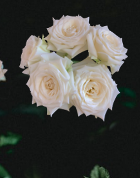 Ecuadorian Roses | Florecal | Garden Roses
