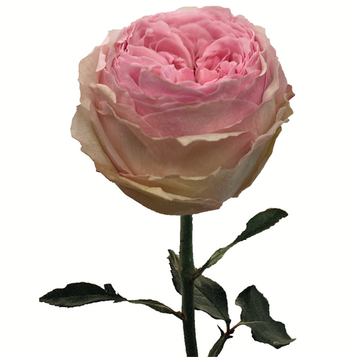 Mansfield Park | ROSE OF ROSES