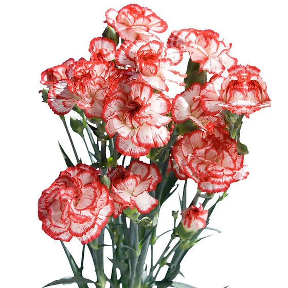 peppermint carnation flowers