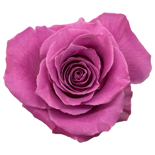 Breathless | Florecal