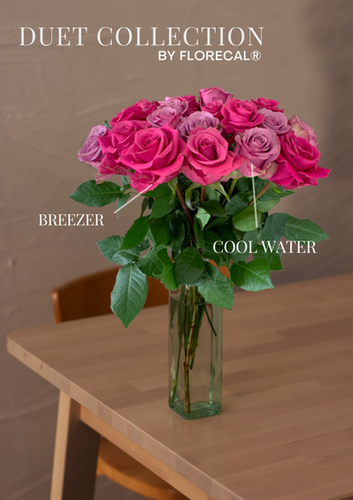 Duet Cool Water & Breezer | ROSE OF ROSES