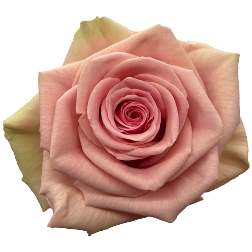 Geraldine | Florecal